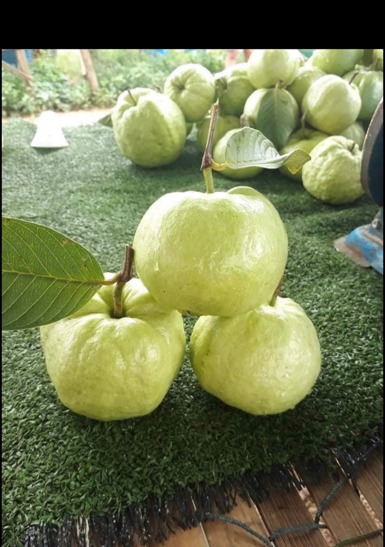 Thai White Guava Seeds: Sweet Tropical Fruit - Etsy