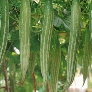 20 Thai Snake Gourd Seeds: Long Vegetable Garden - Etsy