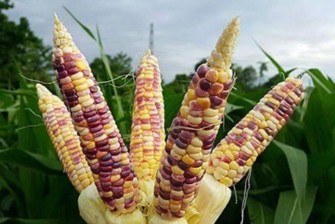 50 Sweet Waxy Corn Multiple Colors Waxy Corn Seed Yellow - Etsy Canada