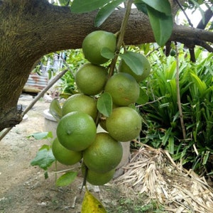 10 Lime Seeds, Tropical Lime Seeds, Thai Key Lime Seeds, Citrus Seeds, Garden - Etsy Canada