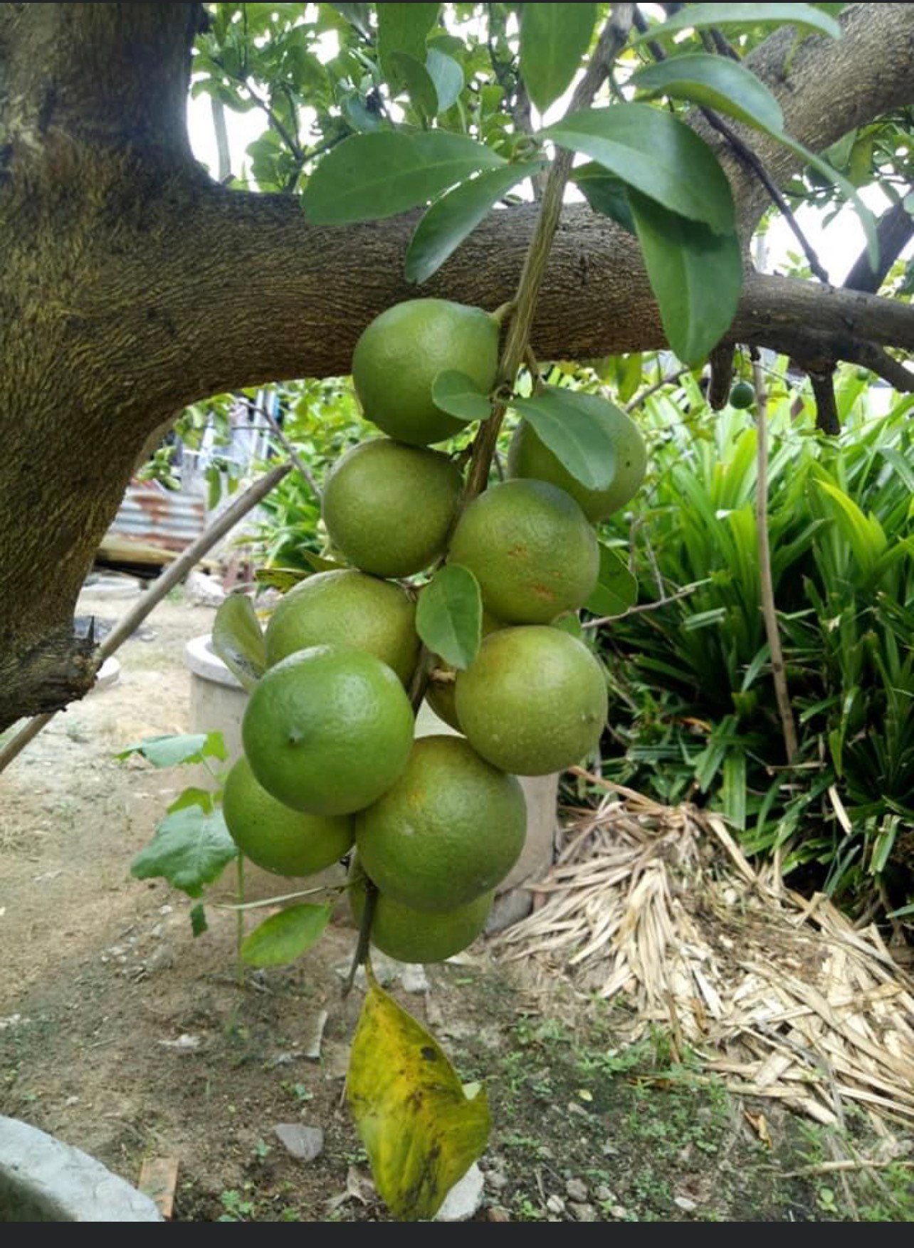 10 Lime Seeds Tropical Lime Seeds Thai Key Lime Seeds | Etsy
