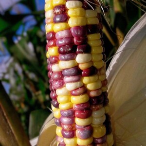 50 Sweet Waxy Corn Multiple Colors Waxy Corn Seed, Yellow, White Black ...