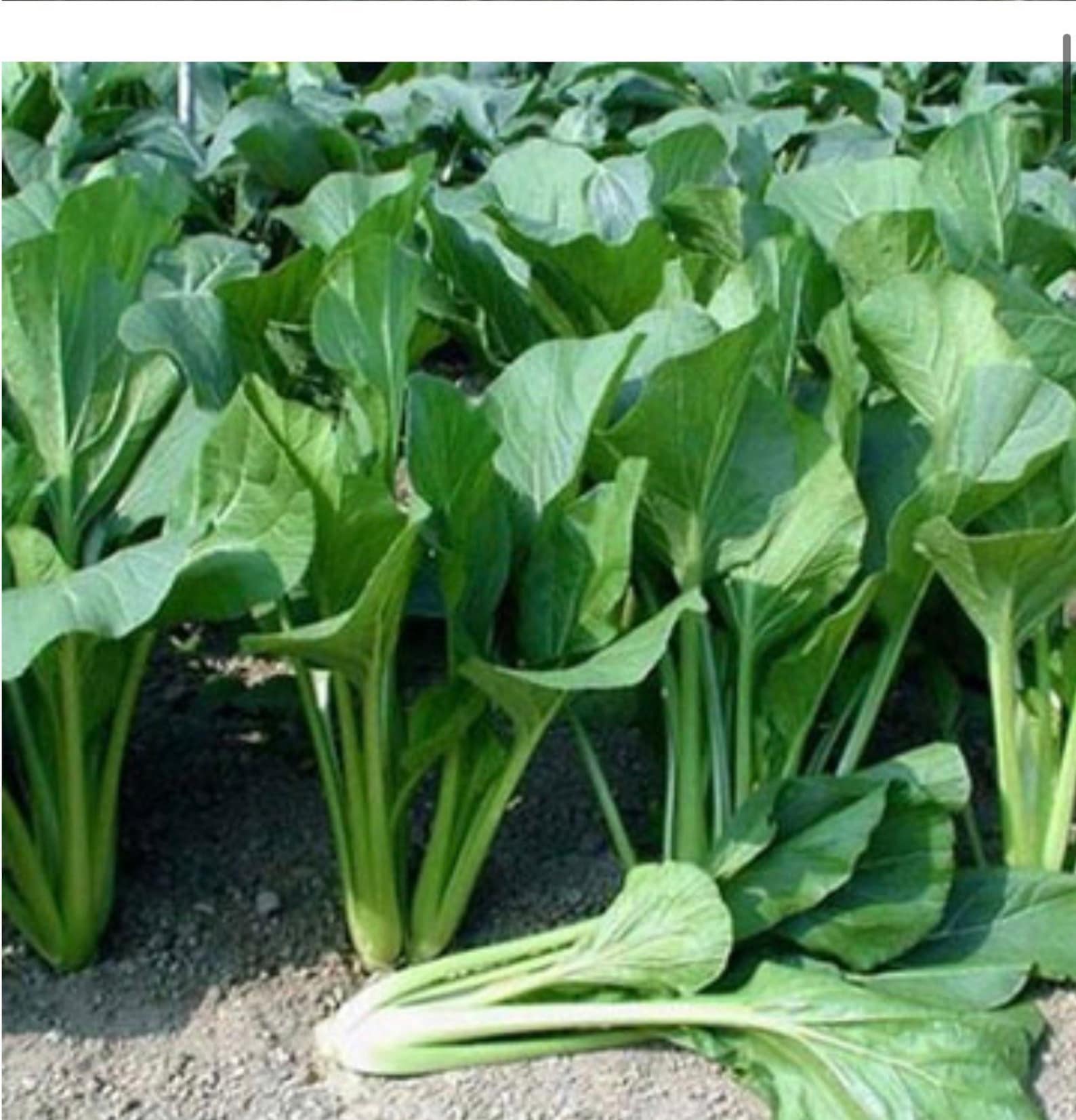 200 Seeds Bok Choy Choy Sum Seeds Bok Choy Seeds Asian - Etsy UK