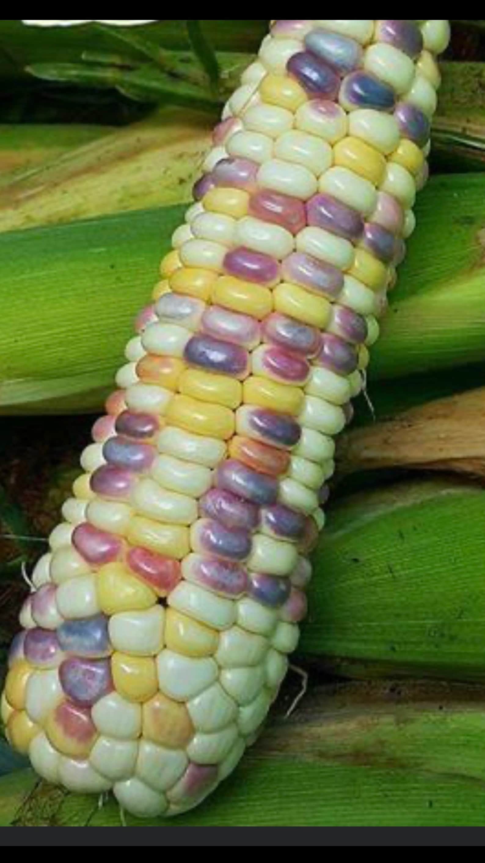 1000 Sweet Waxy Corn Multiple Colors Waxy Corn Seed Yellow - Etsy