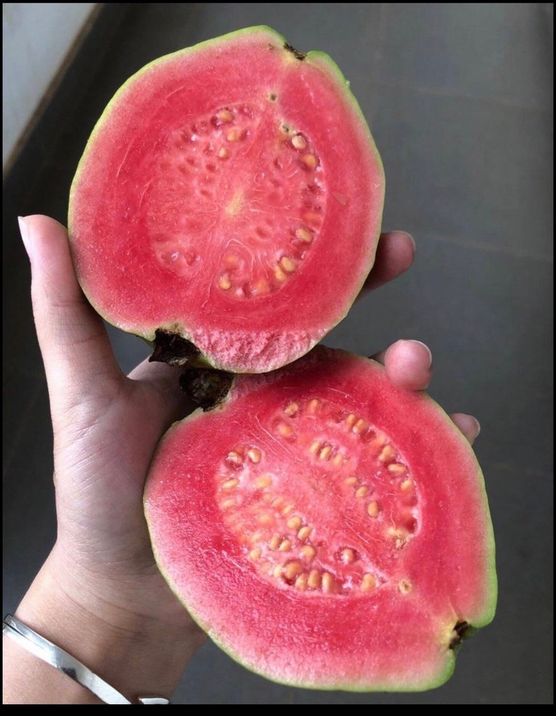 Rode Guave zaden Thaise grote roze Guave zaden Thaise guave - Etsy ...