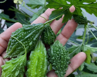 Bitter Gourd Seeds Momordica Charantia - Etsy