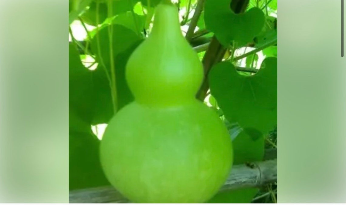 20 Round Bottle Gourd Gourd Squash Seeds Oval Shape Dudhi | Etsy