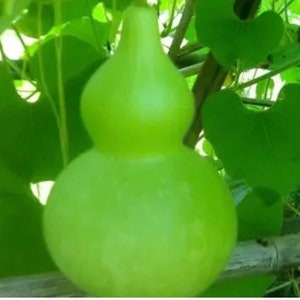20 Round Bottle Gourd, Gourd Squash Seeds, Oval Shape, Dudhi, Lauki ...