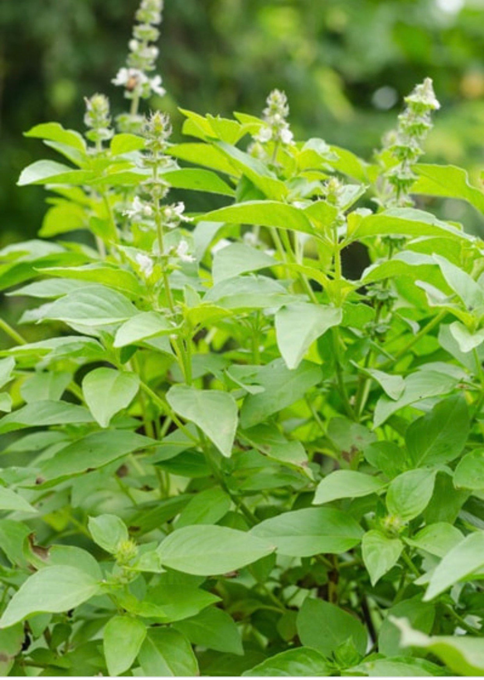 300 Lemon Basil Seeds, Thai Variety, Garden Herb - Etsy