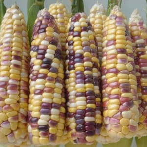 1000 Sweet Waxy Corn Multiple Colors Waxy Corn Seed, Yellow, White ...