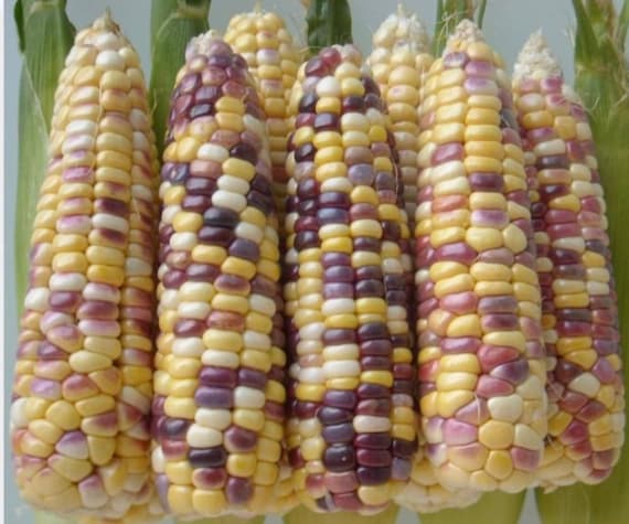 Colorful Corn