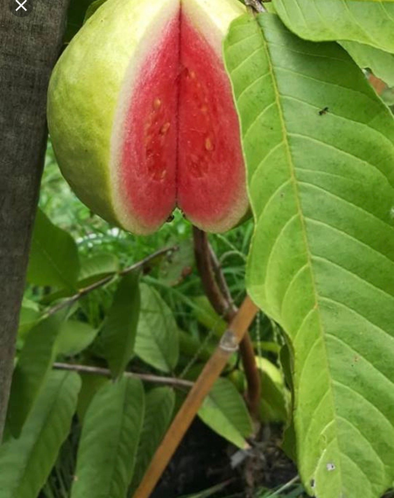Red Guava Seeds Thai Big Pink Guava Seeds Thai Guava | Etsy