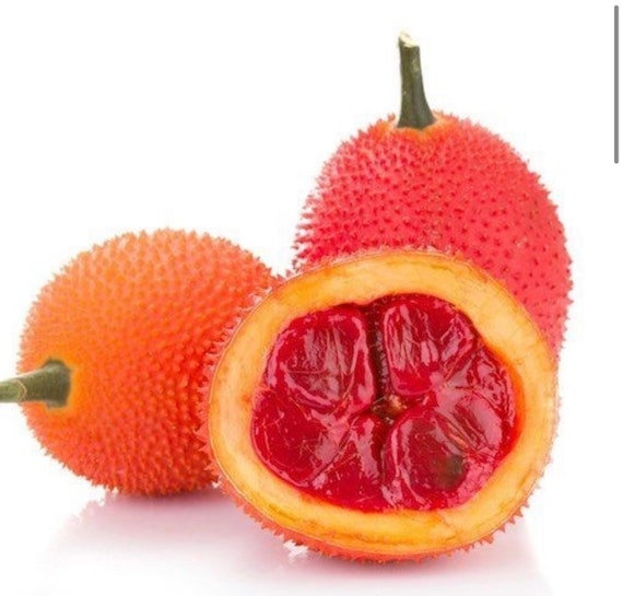 10 Gac Fruit Seeds Gac Melon Vine Momordica Cochinchinensis - Etsy Hong ...