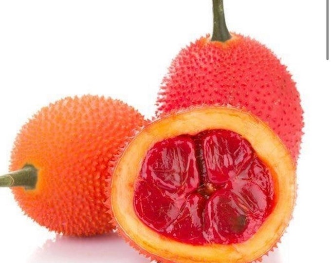 Gac Fruit Seeds (heirloom Seed 08/2024) | Momordica Cochinchinensis ...