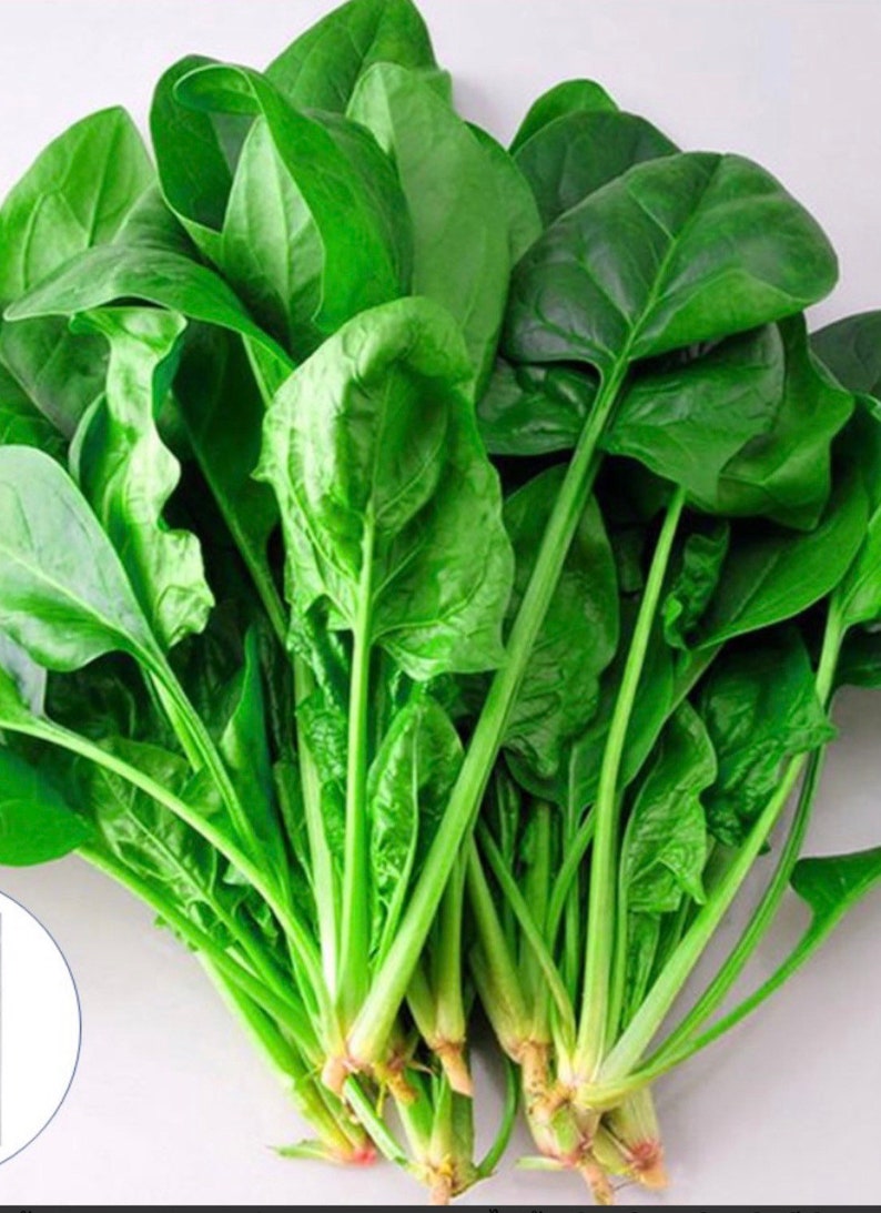 200 Chinese Spinach Seeds Asian Spinach Taiwan Spinach Seeds - Etsy