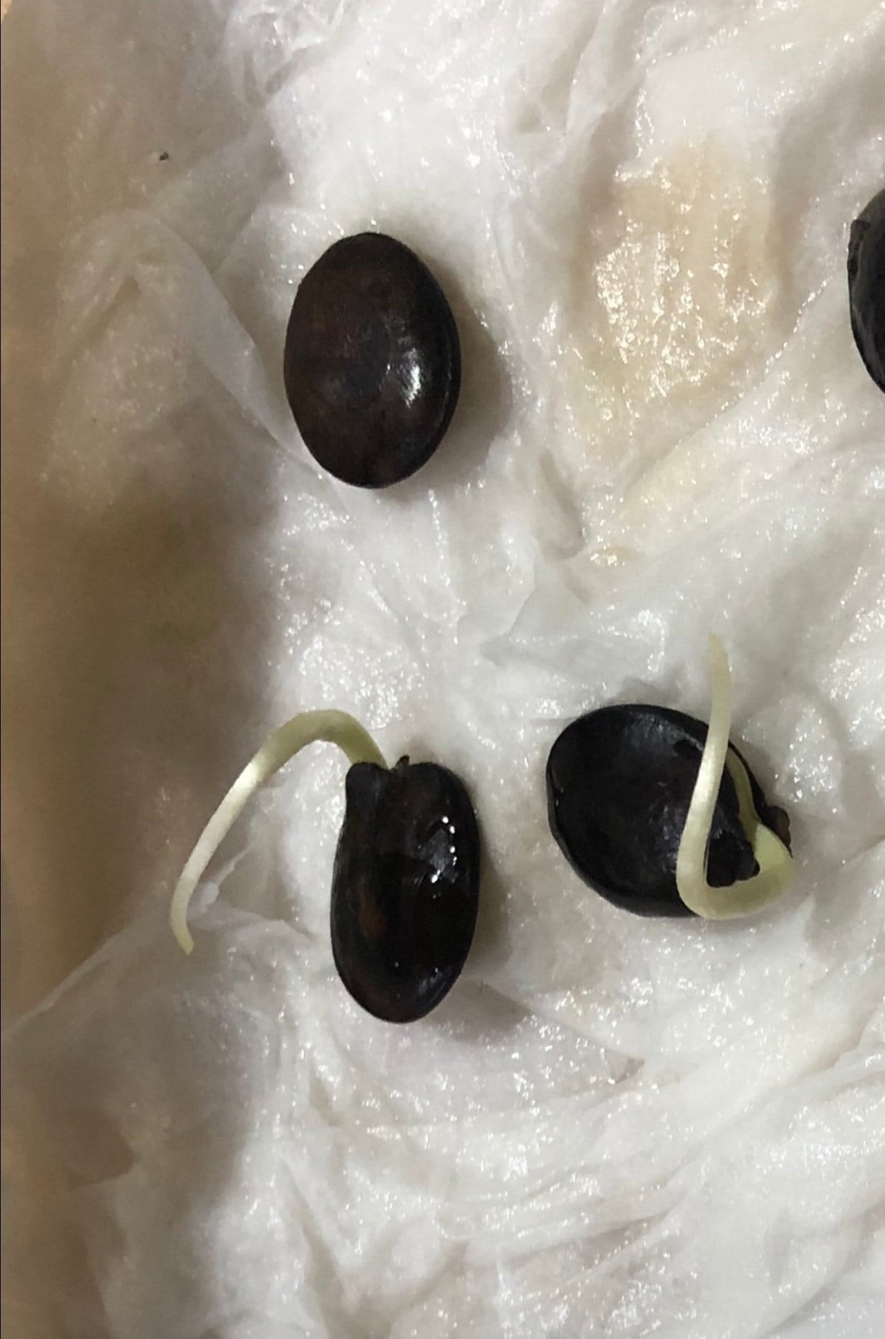 Chaom Seeds: Acacia Pennata Climbing Wattle Seeds, Climbing Wattle Cha ...