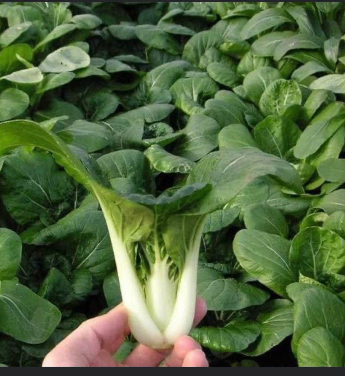 500 Baby White Pak Choi Seeds White Bok Choi Seeds Baby - Etsy