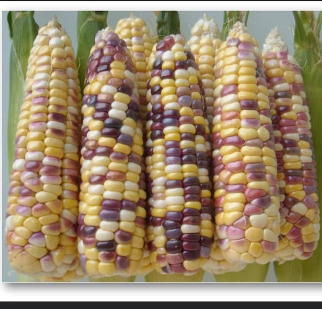 50 Sweet Waxy Corn Multiple Colors Waxy Corn Seed, Yellow, White Black ...