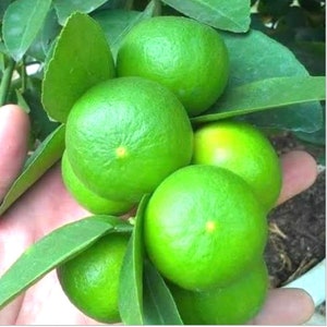 10 Lime Seeds, Tropical Lime Seeds, Thai Key Lime Seeds, Citrus Seeds ...