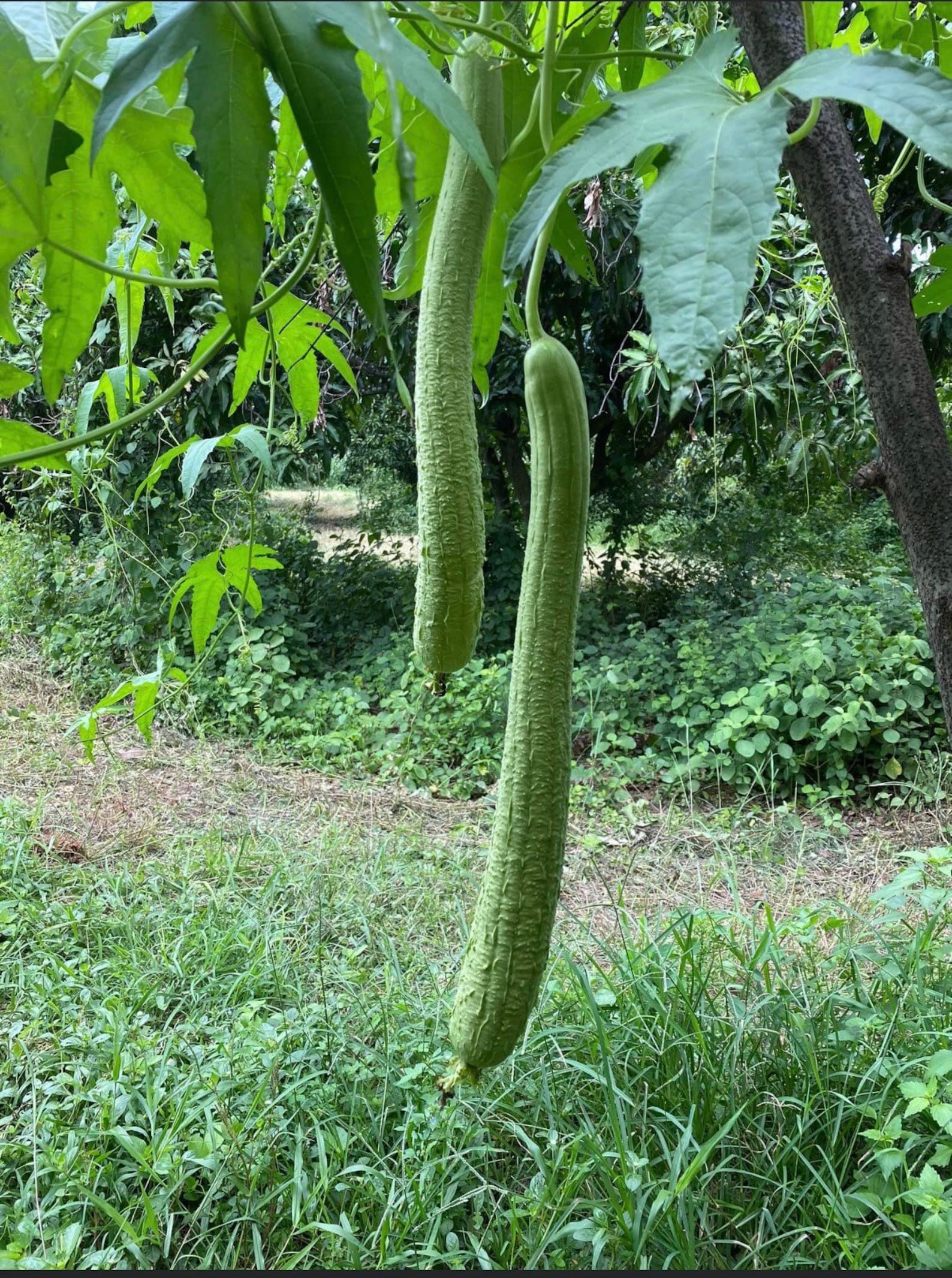 Smooth Luffa Seeds: Sponge Gourd, Egyptian Cucumber - Etsy