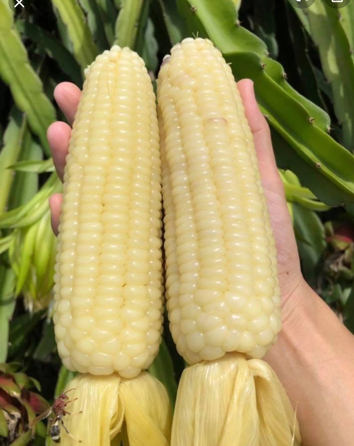 White Waxy Corn Seeds: Sweet Glutinous Corn - Etsy