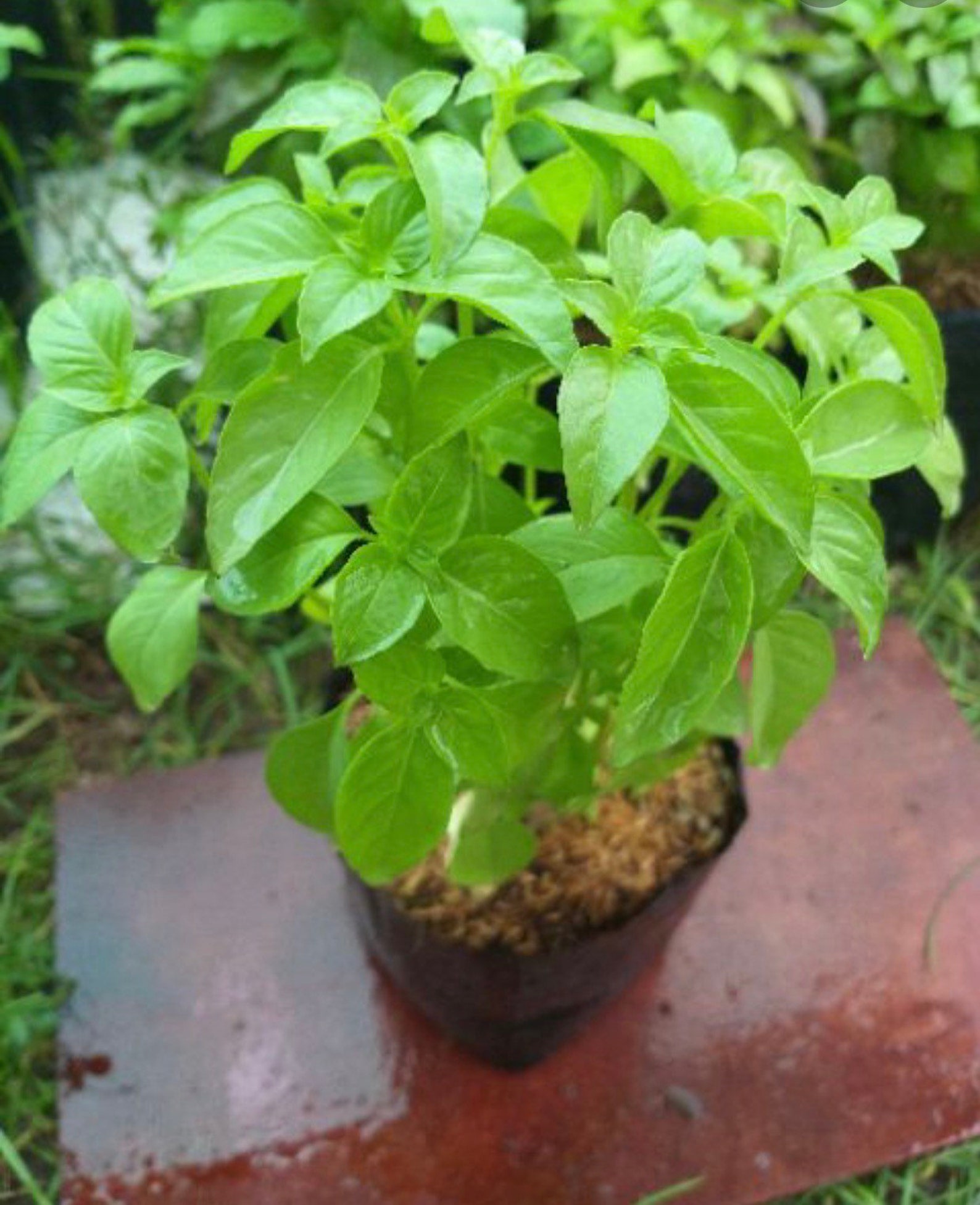 300 Lemon Basil Seeds, Thai Variety, Garden Herb - Etsy
