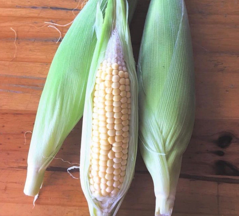 50 Waxy corn seeds glutinous corn seed Cord seeds JJ | Etsy