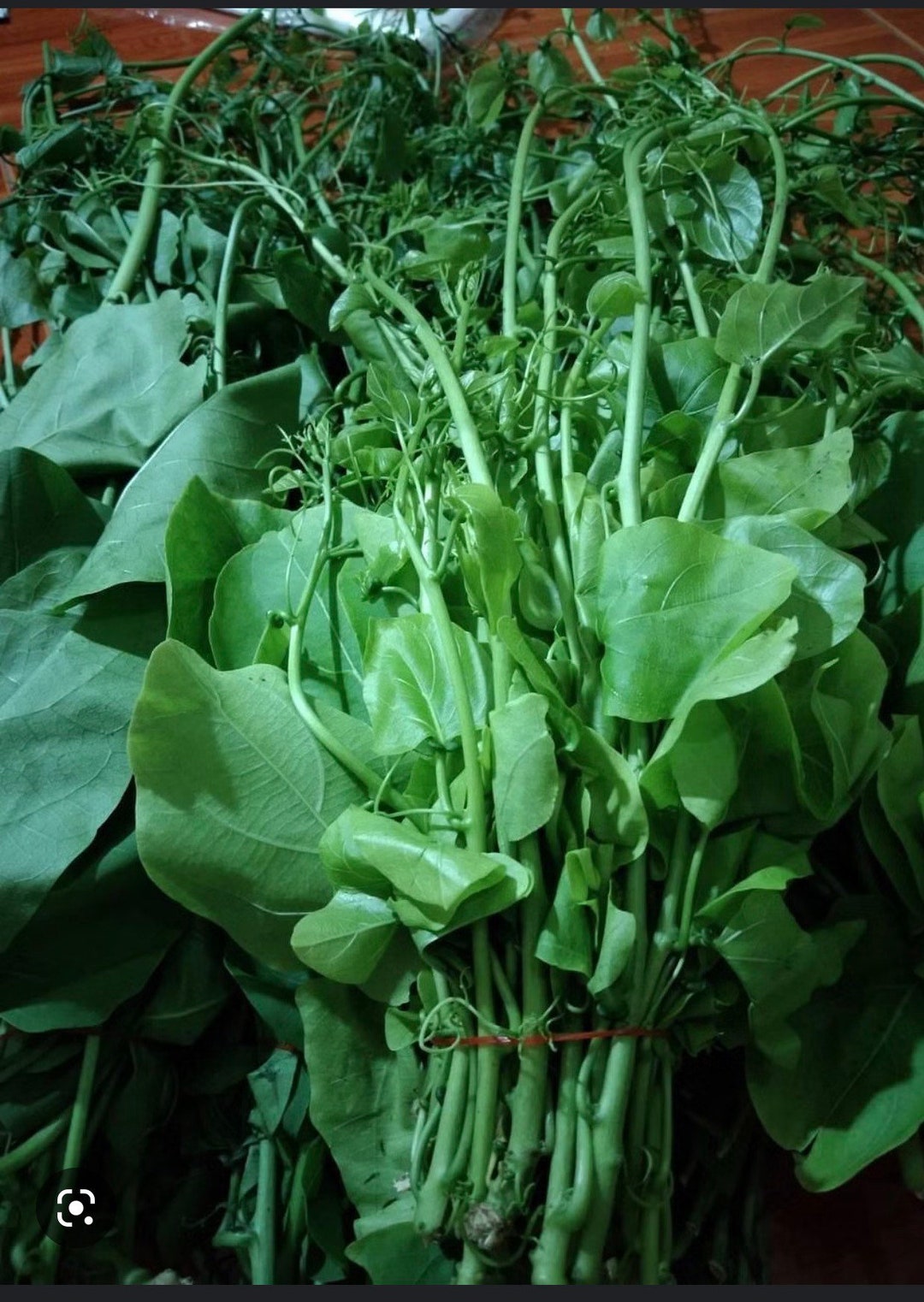 10 Adenia Seeds , (adenia Viridiflora Craib Seeds, Erythropalum ...