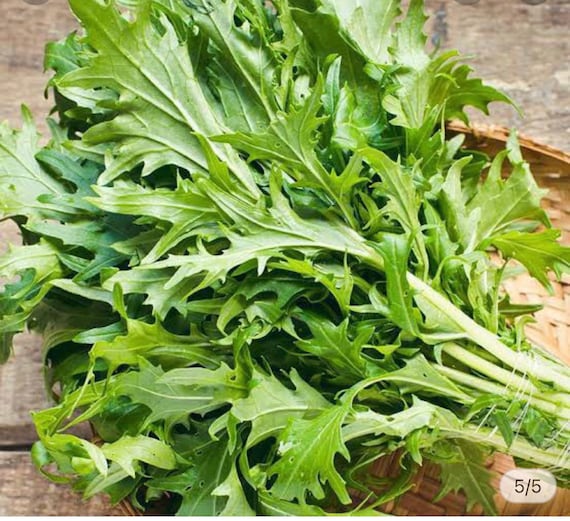 500 Chinese Green Mustard Seeds Xue-li-hong Leaf GAI CHOI - Etsy