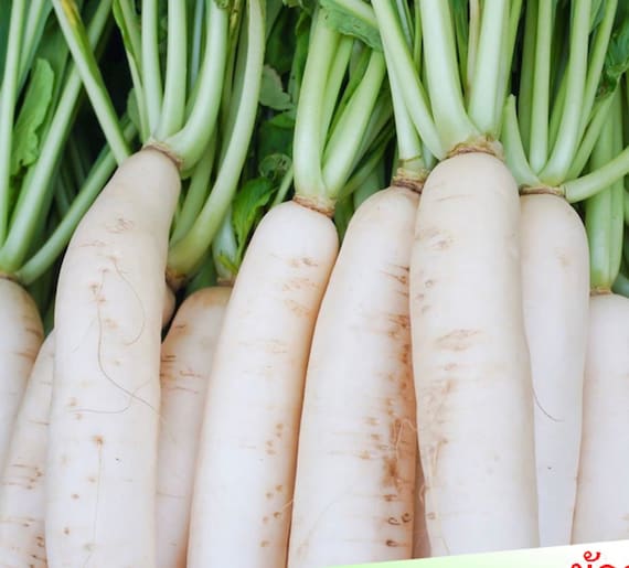 White Radish Vegetable