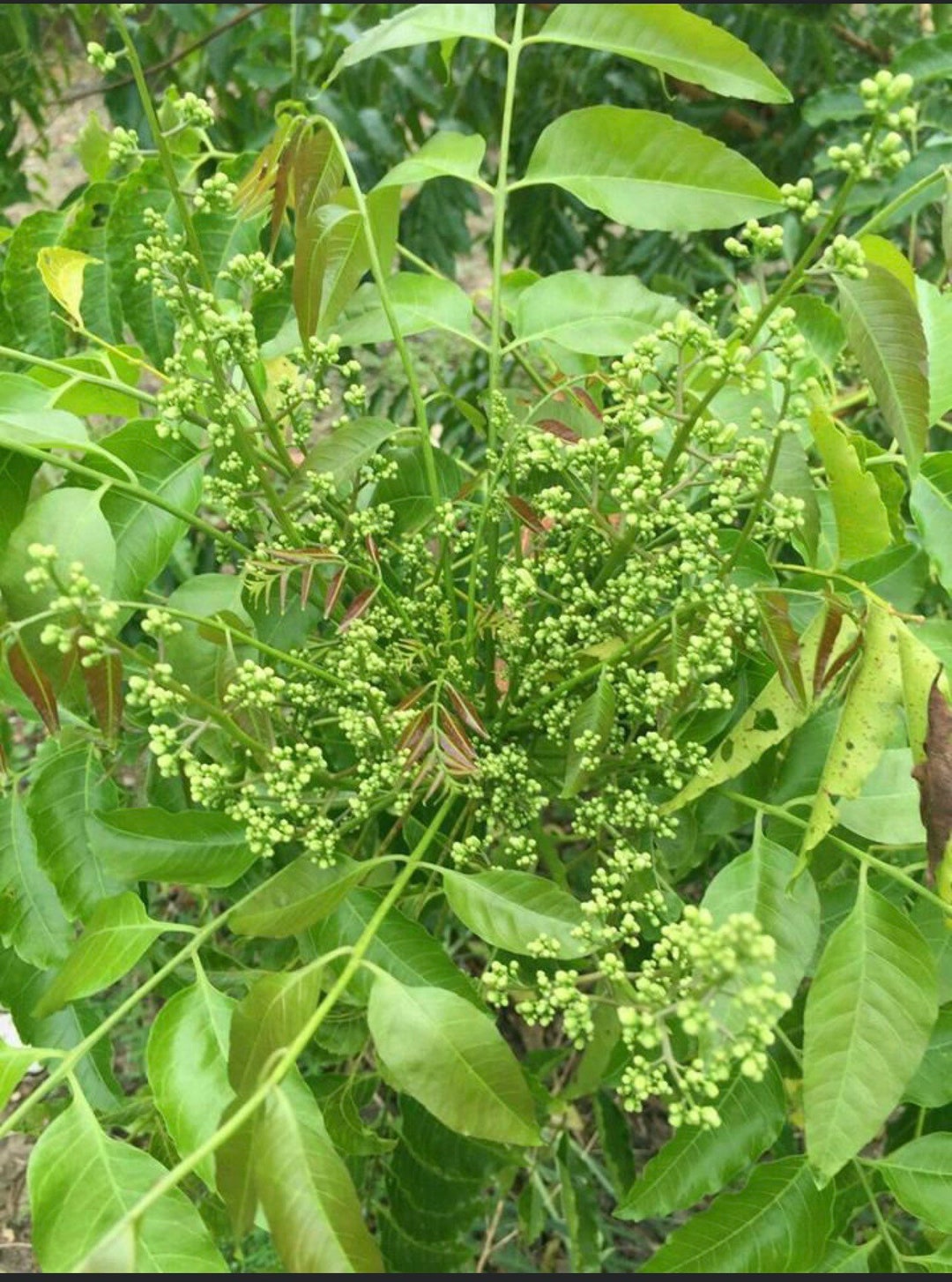 Siamese Neem Tree, Nim, Margosa, Quinine 10 Seeds - Etsy
