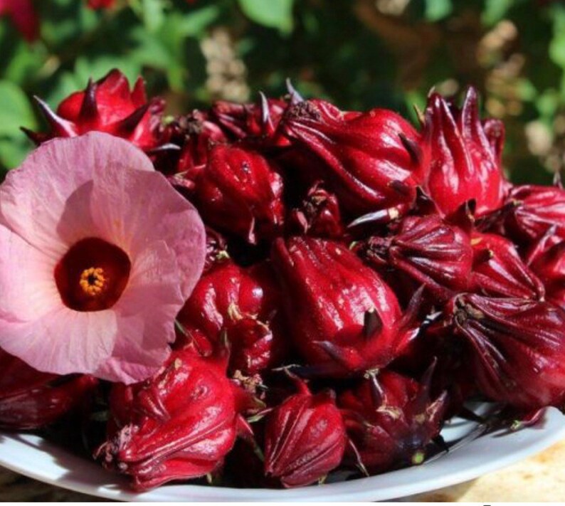 Rosella Flower Seeds Hibiscus Sabdariffa Tropical Flower - Etsy