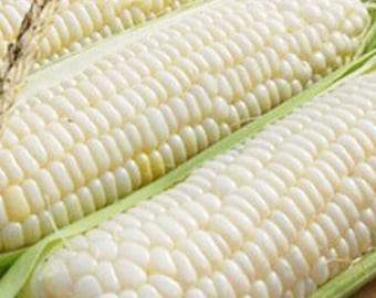 25 Organic Hmong Waxy Corn Seeds WHITE Sticky Corn Pob Kws Nplaum Dawb ...