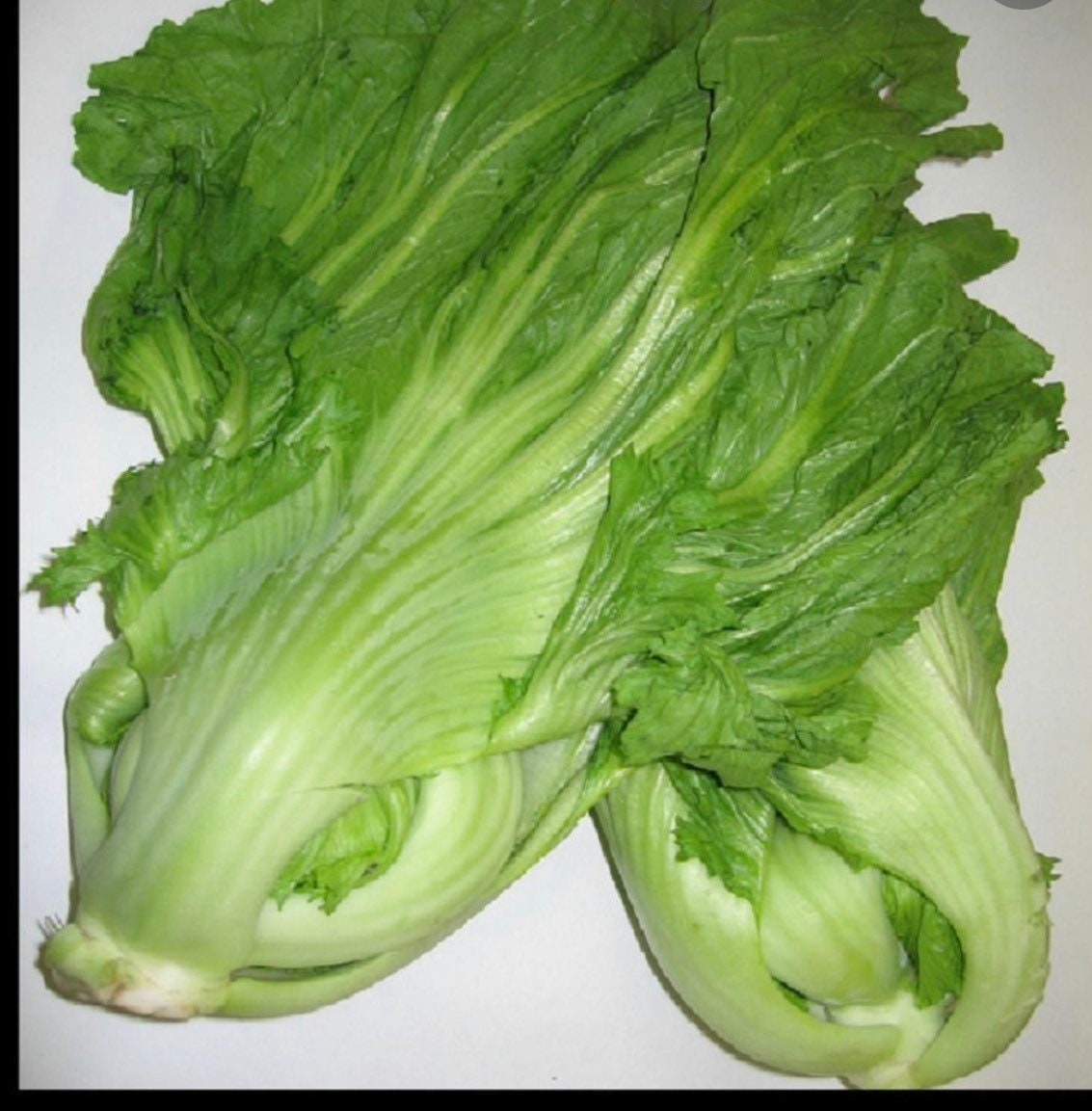 500 Chinese Mustard Green Seeds Oriental Mustard Gai Choy - Etsy