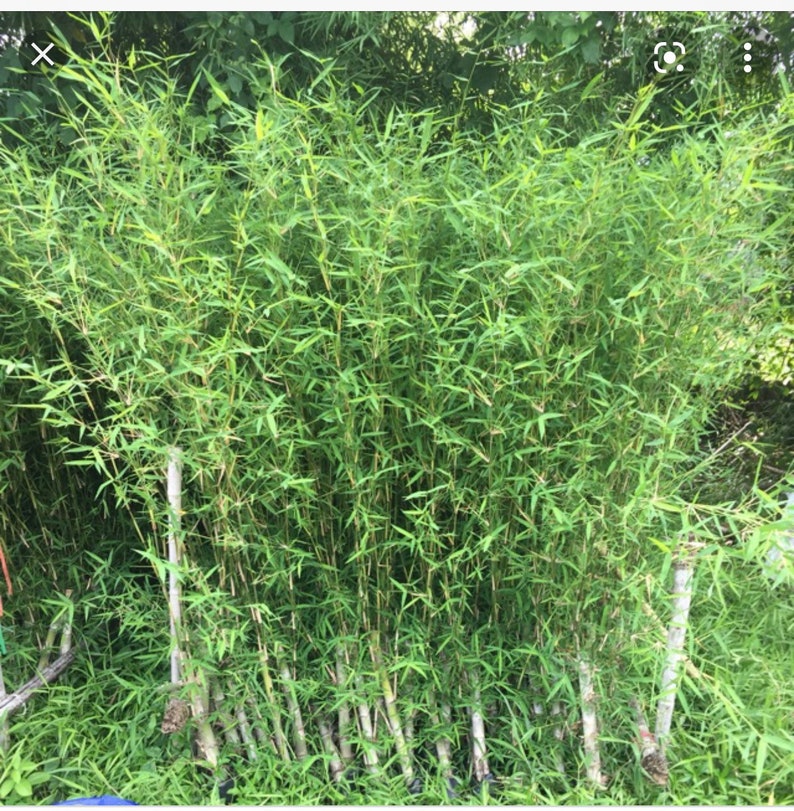 Thai Bamboo Seeds: Thyrsostachys Siamensis - Monastery Bamboo - Etsy