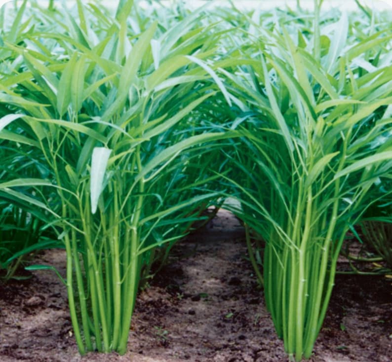 Thai Water Spinach Seeds: Kangkong, Ong Choy - Etsy