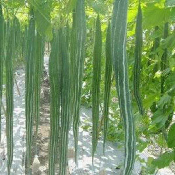 Snake Gourd Long Seeds - Etsy