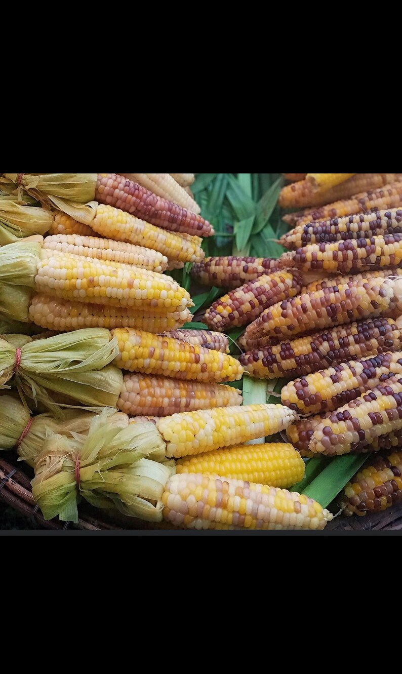 1000 Multi-color Waxy Corn Seeds: Yellow, White, Black - Etsy