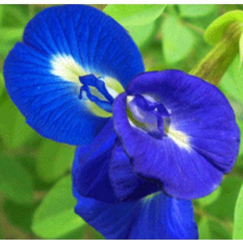 Asian Pigeonwings Seeds - Etsy