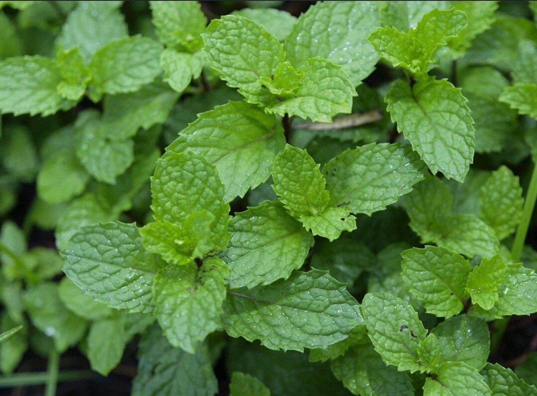 200 Peppermint Seeds, Thai Peppermint, Asian Peppermint Seeds ...