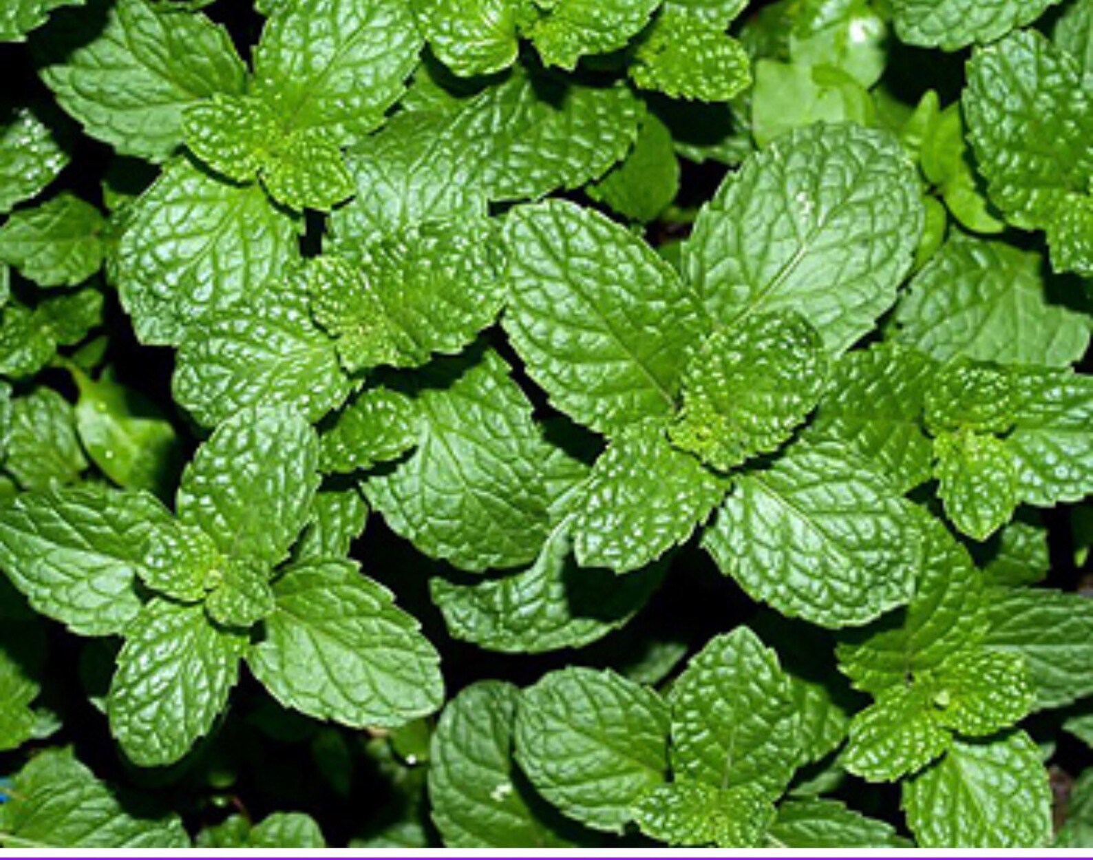 200 Peppermint Seeds Thai Peppermint Asian Peppermint Seeds | Etsy