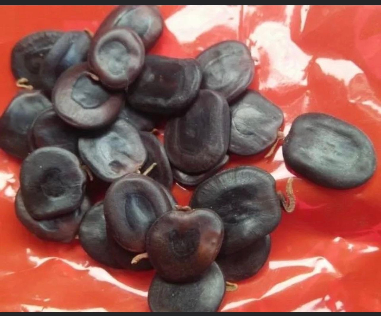 Chaom Seeds: Acacia Pennata Climbing Wattle Seeds, Climbing Wattle Cha ...