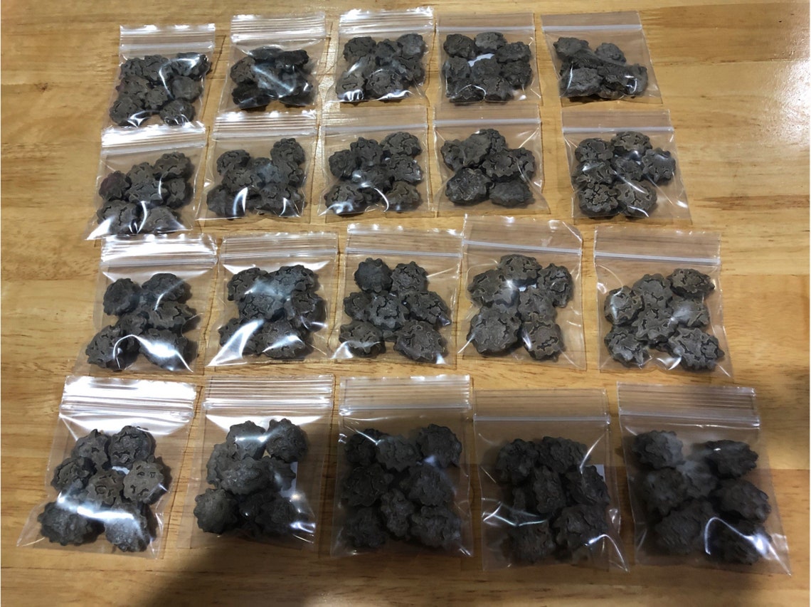 10 Gac Fruit Seeds Gac Melon Vine Momordica Cochinchinensis - Etsy Canada