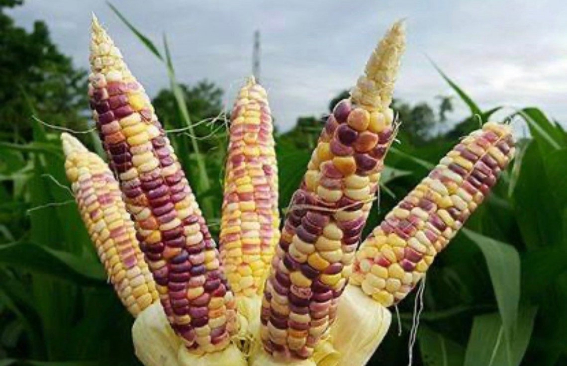 1000 Sweet Waxy Corn Multiple Colors Waxy Corn Seed Yellow - Etsy