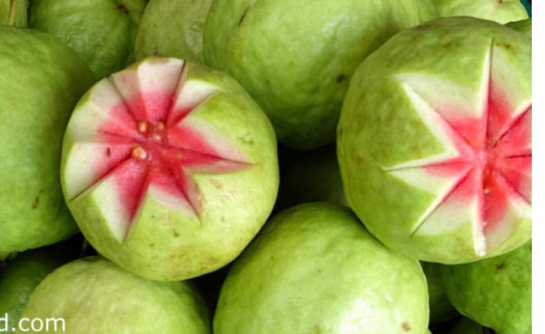 Red Guava Seeds Thai Big Pink Guava Seeds Thai Guava | Etsy