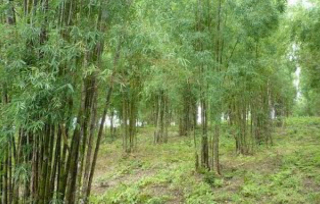 Thai Bamboo Seeds: Thyrsostachys Siamensis - Monastery Bamboo - Etsy