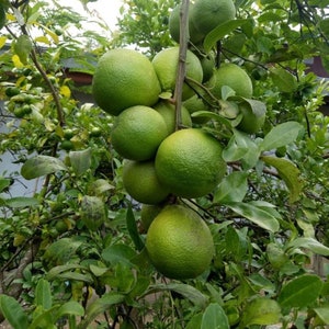 10 Lime Seeds, Tropical Lime Seeds, Thai Key Lime Seeds, Citrus Seeds, Garden - Etsy Canada