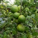 10 Lime Seeds, Tropical Lime Seeds, Thai Key Lime Seeds, Citrus Seeds ...