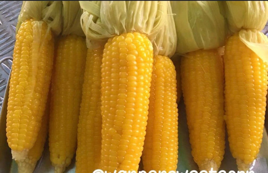 50 Waxy Corn Seeds: Glutinous Yellow Corn - Etsy
