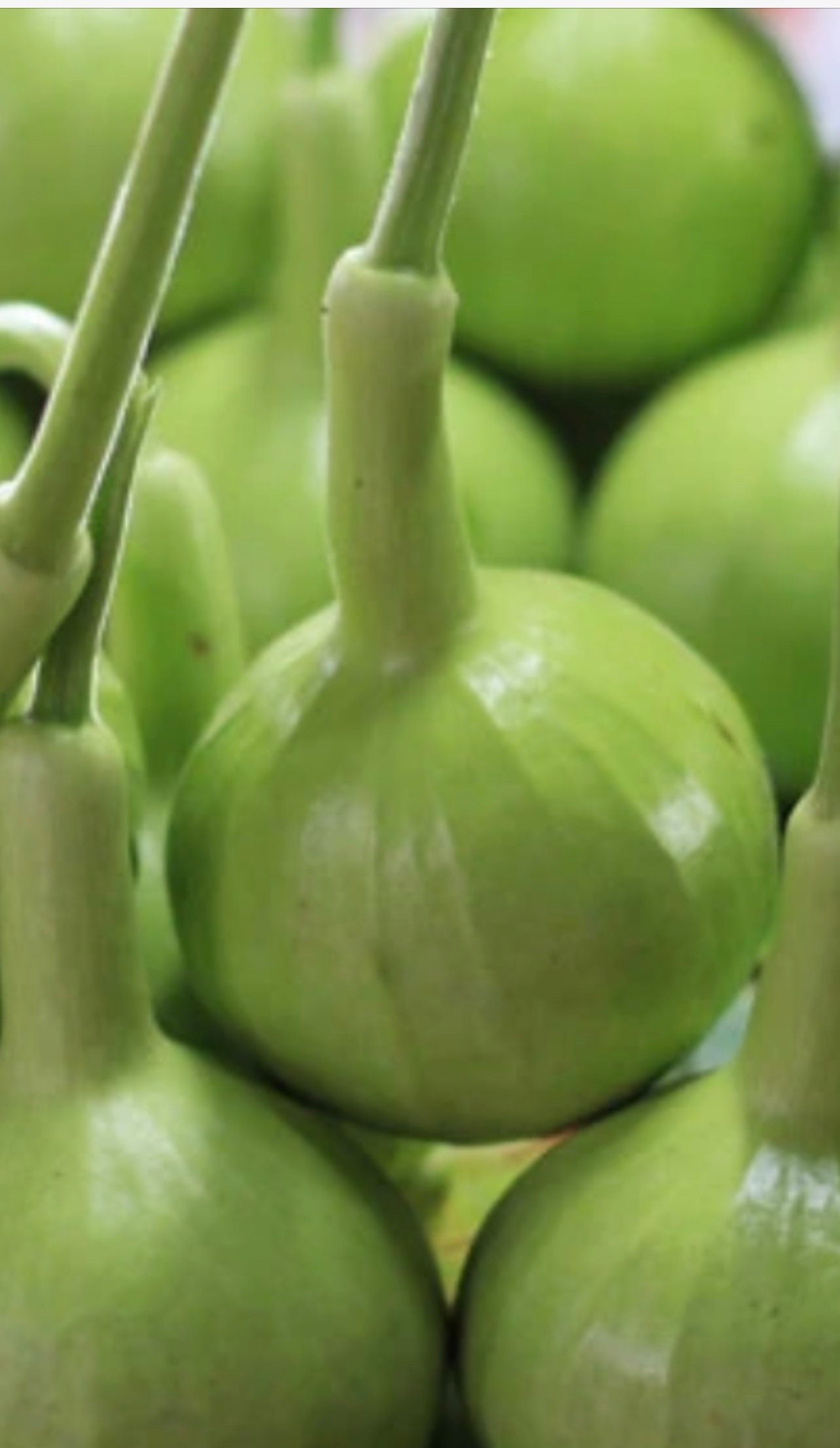 20 Round Bottle Gourd Gourd Squash Seeds Oval Shape Dudhi | Etsy